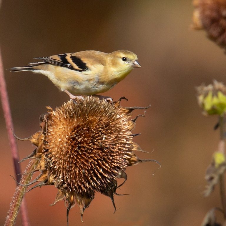 Backyard Winter Bird Survey | NH Audubon