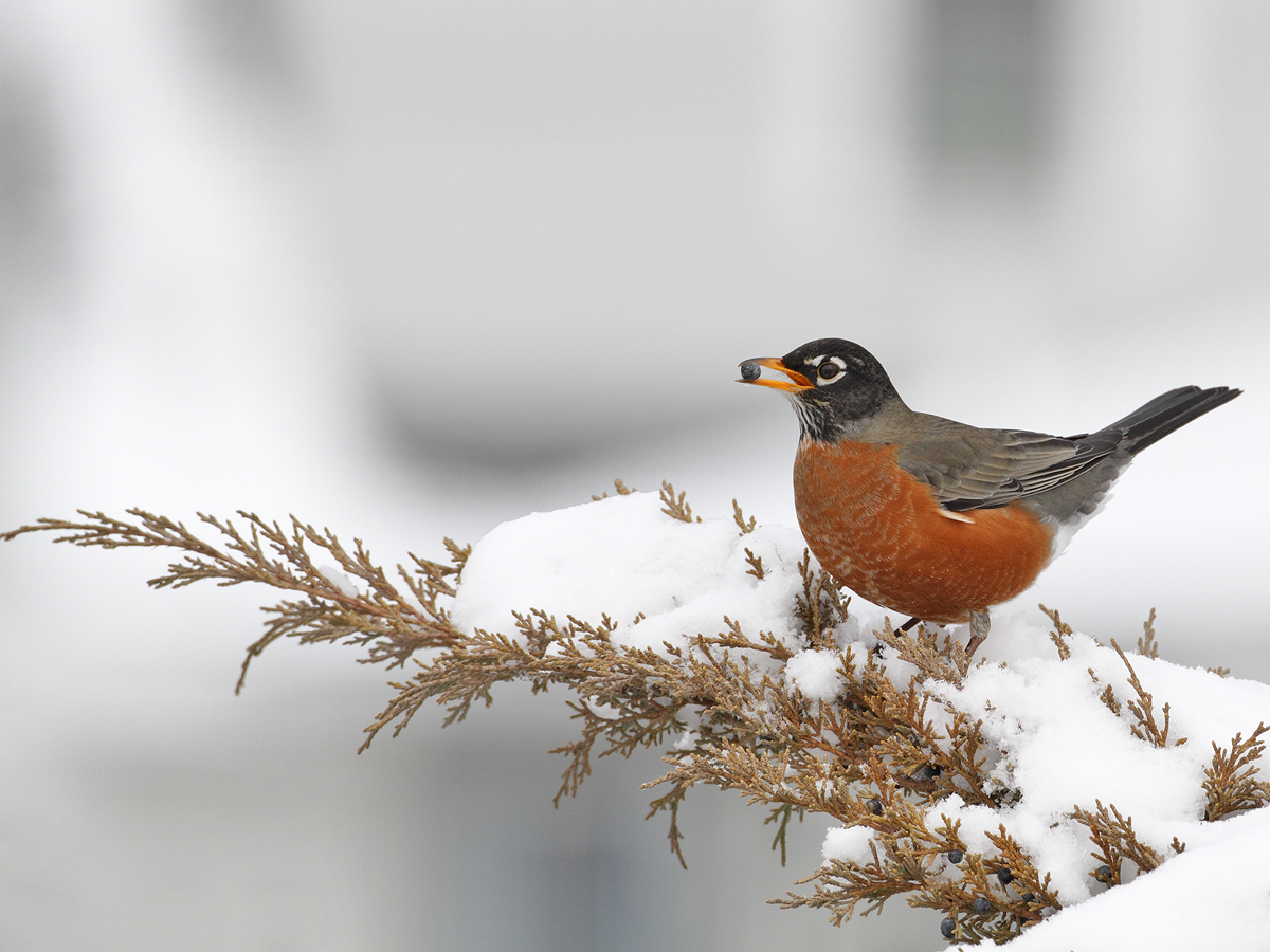 Backyard Winter Bird Survey | NH Audubon