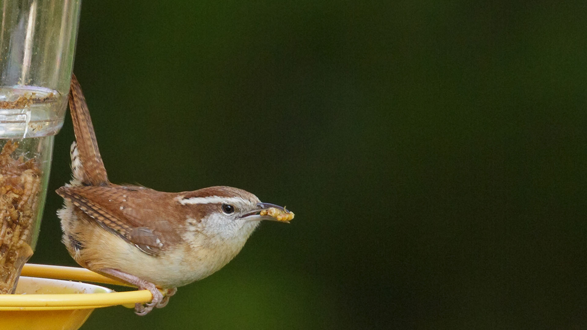 Carolina Wren – Winter Trends & Backyard Tips