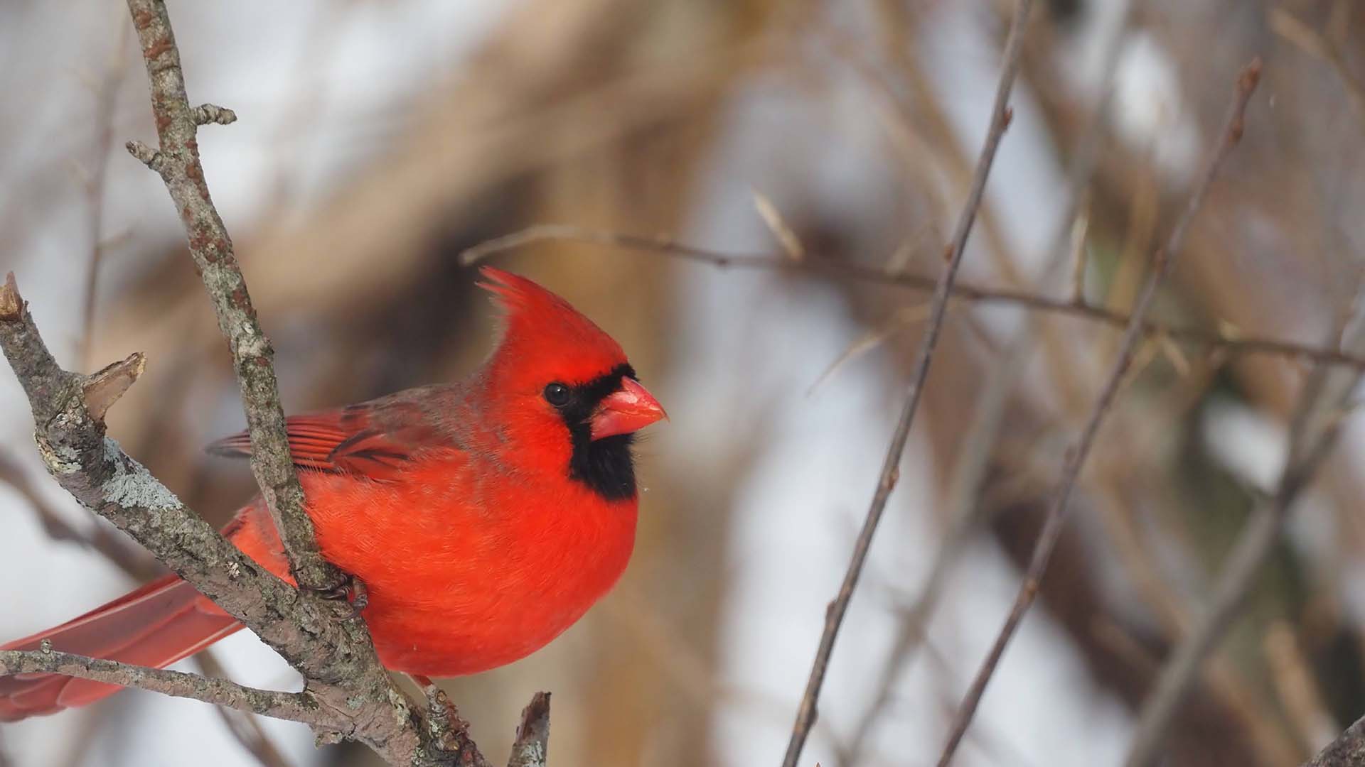 Northern Cardinal – Winter Trends & Backyard Tips
