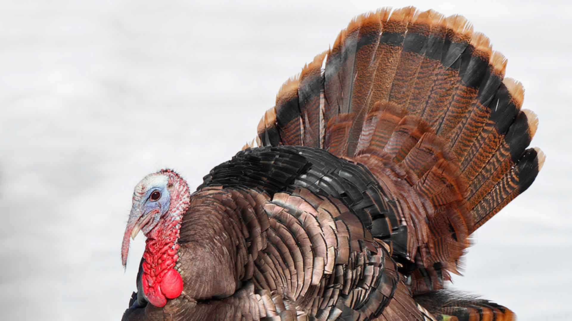 Wild Turkey – Winter Trends & Backyard Tips