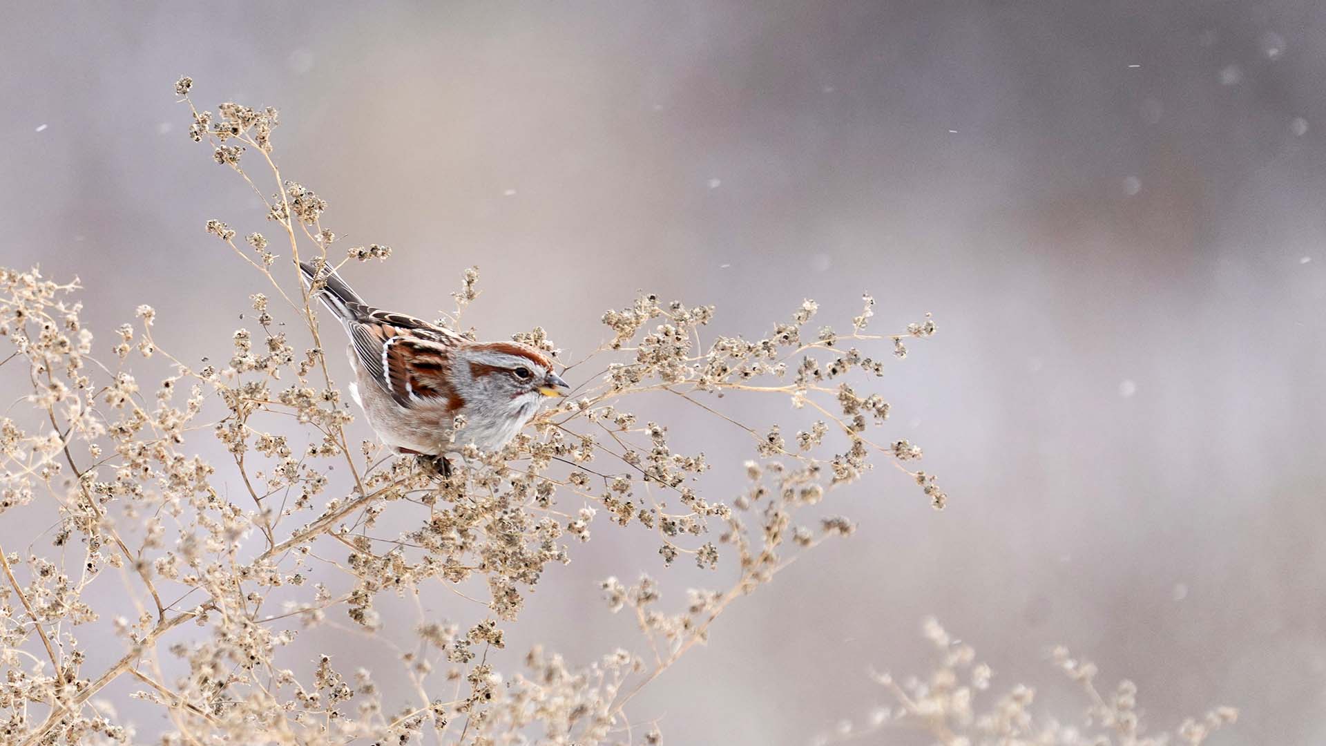 Explore the Data | Backyard Winter Bird Survey