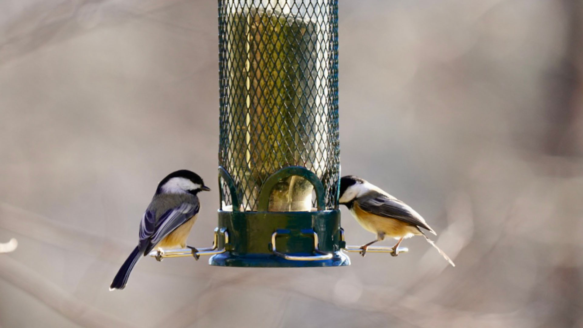 Submit Your Data | Backyard Winter Bird Survey