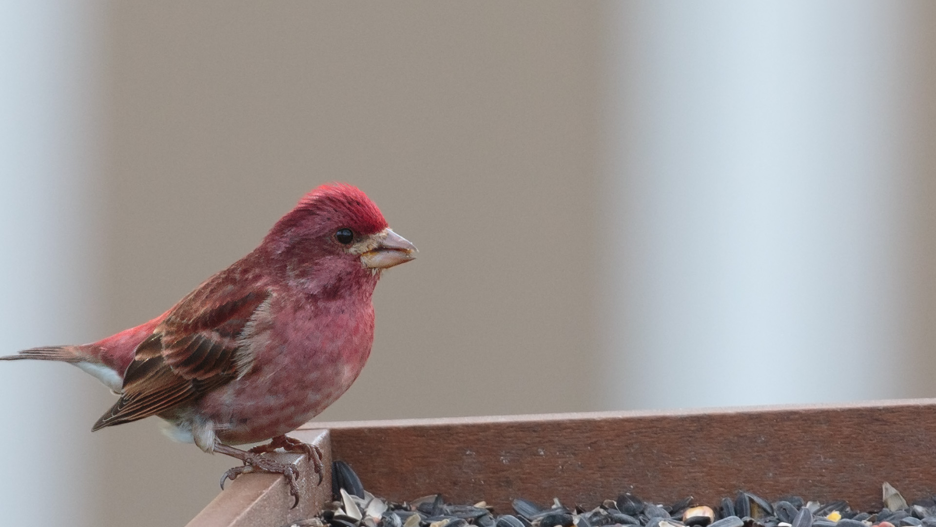 Purple Finch – Winter Trends & Backyard Tips
