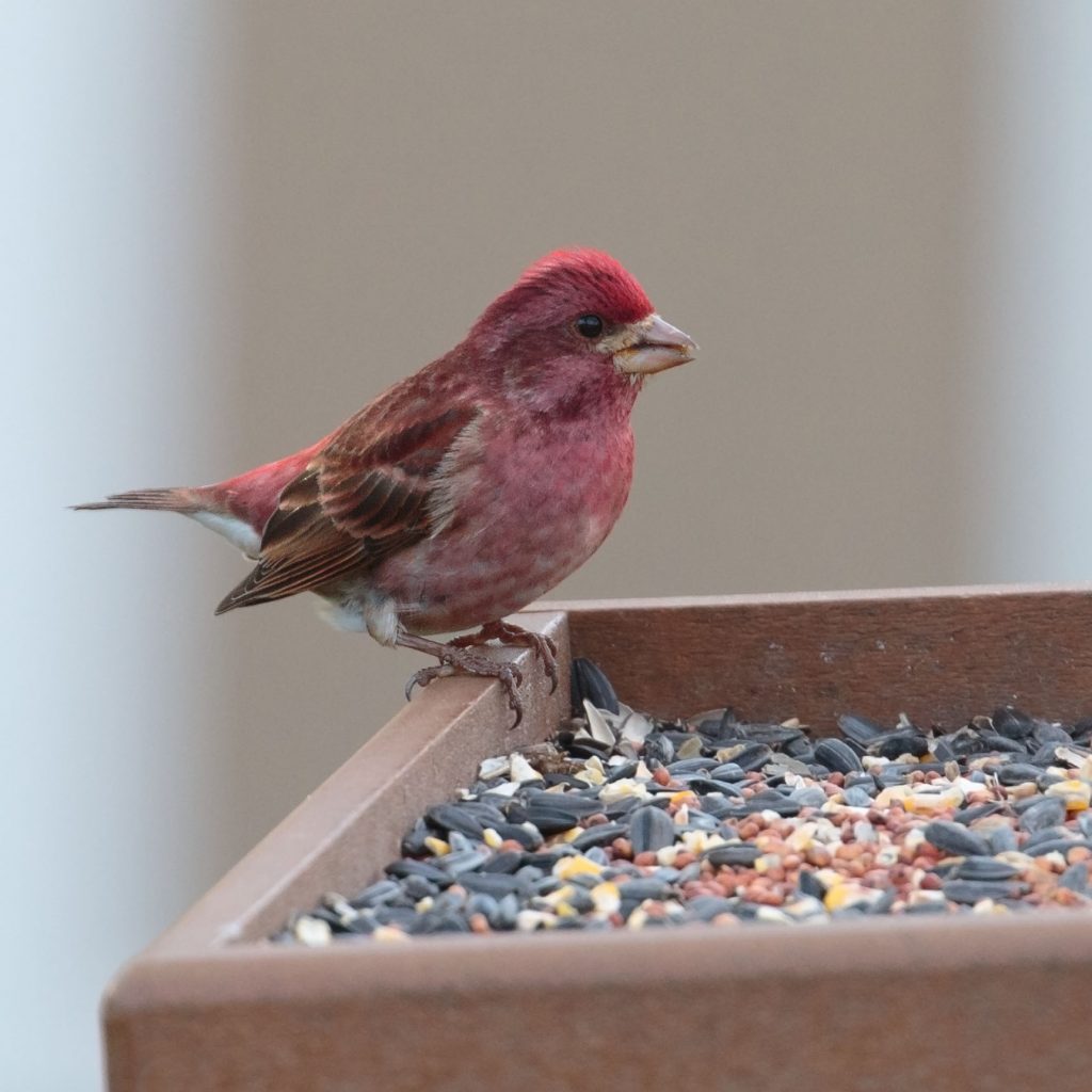 Explore the Data | Backyard Winter Bird Survey