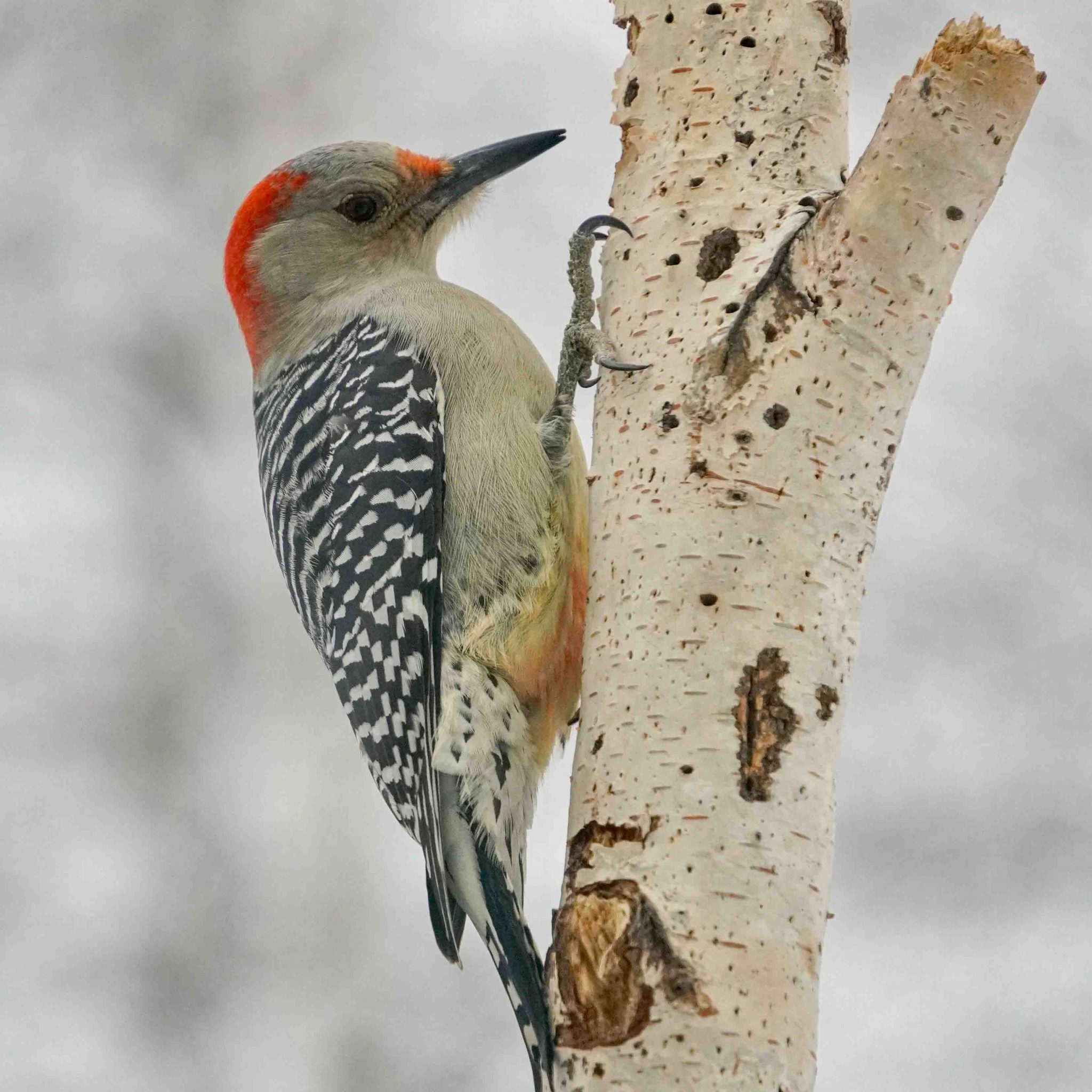 Explore the Data | Backyard Winter Bird Survey