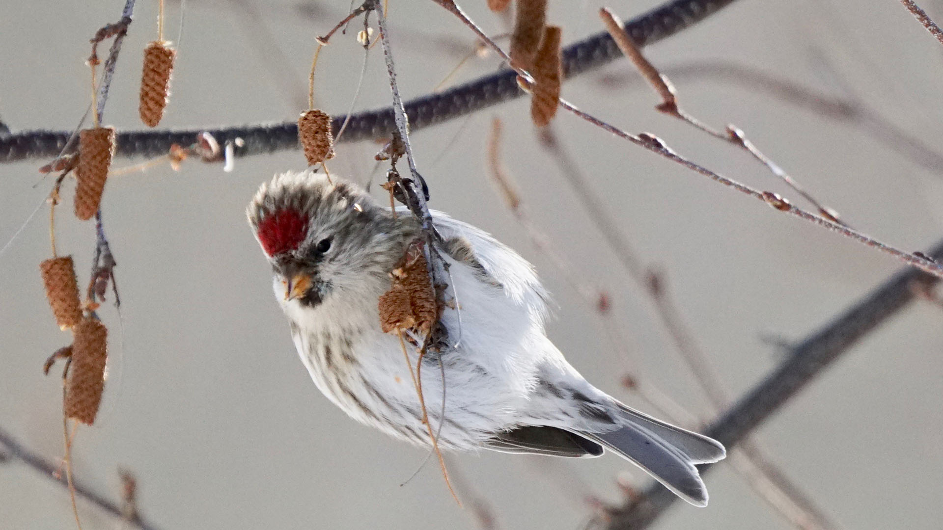 Redpoll – Winter Trends & Backyard Tips