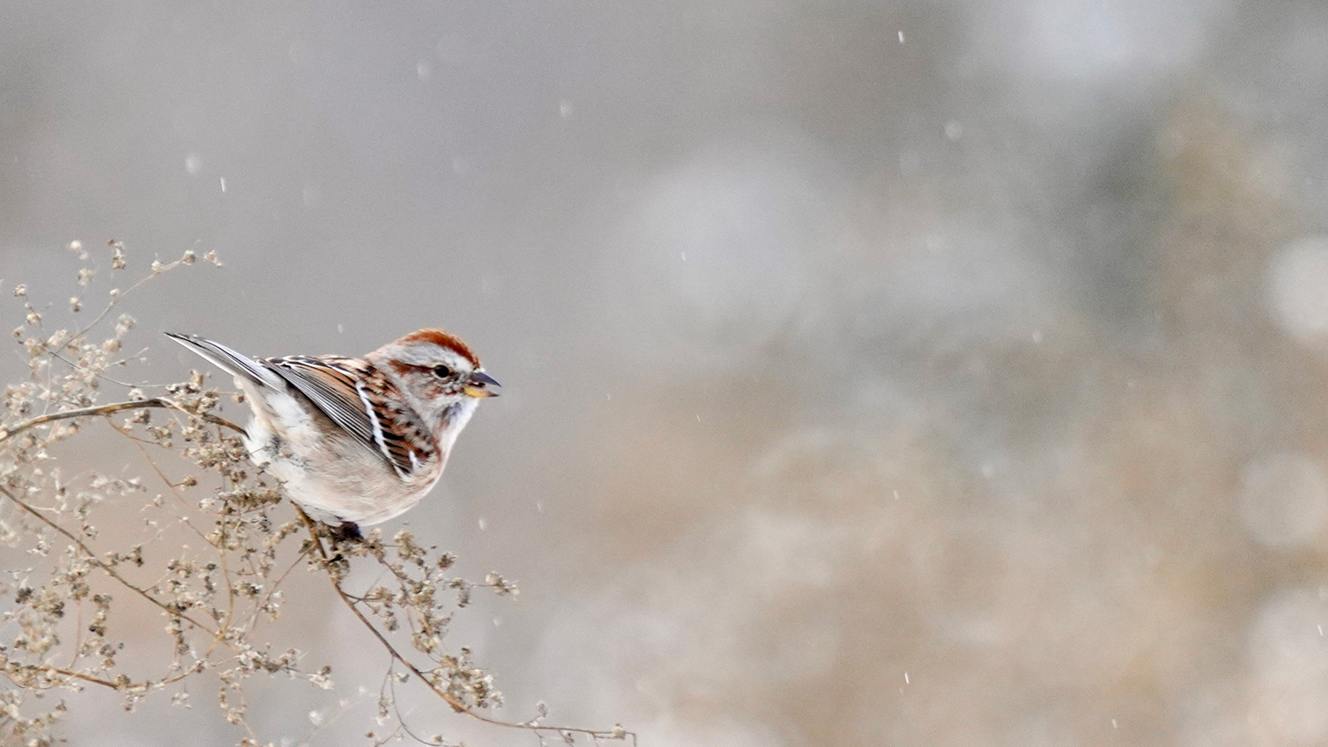 American Tree Sparrow – Winter Trends & Backyard Tips
