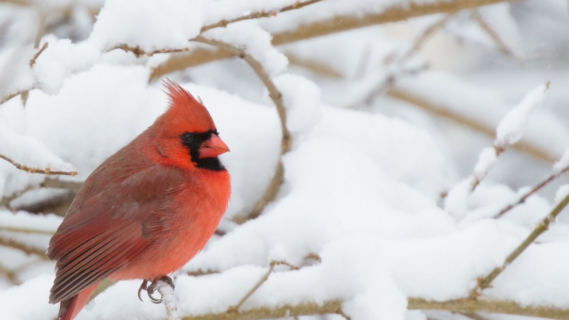 Backyard Winter Bird Survey Public Online Form | BWBS